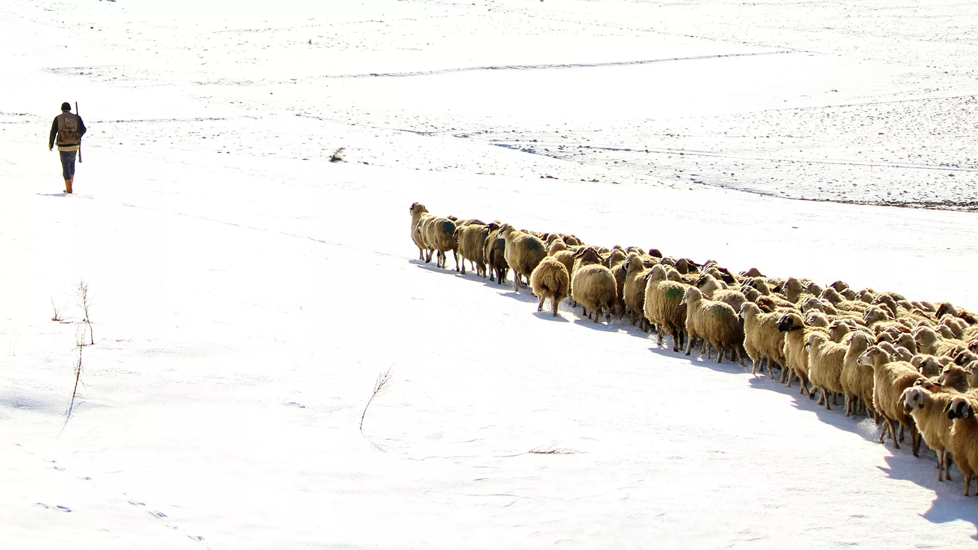 Shepherd Leadership - Hope Community Church Resources